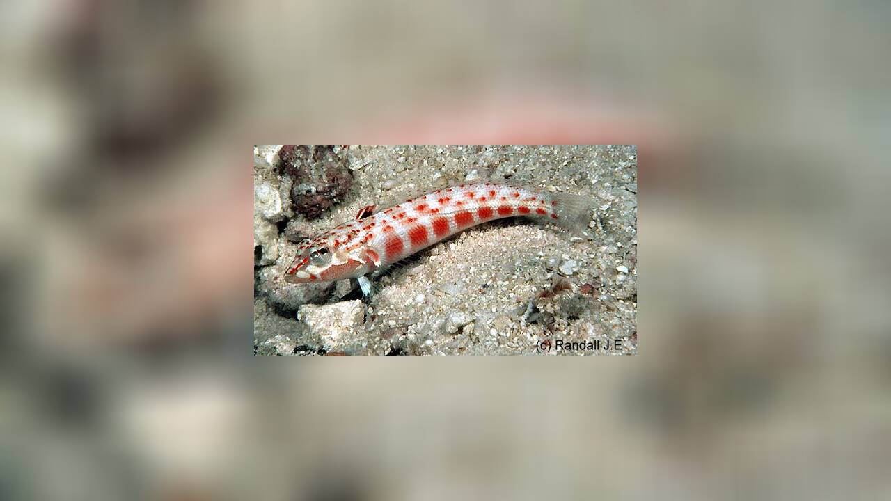 Parapercis schauinslandii Redspotted sandperch