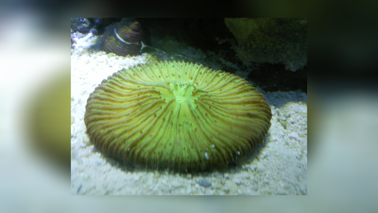 Fungia sp. 03 Pilzkoralle