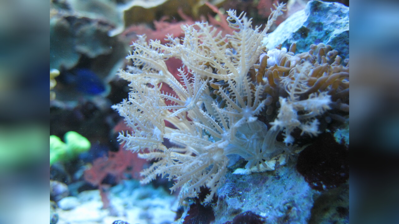 Anthelia sp. 01 Zartgefiederte Straußkoralle