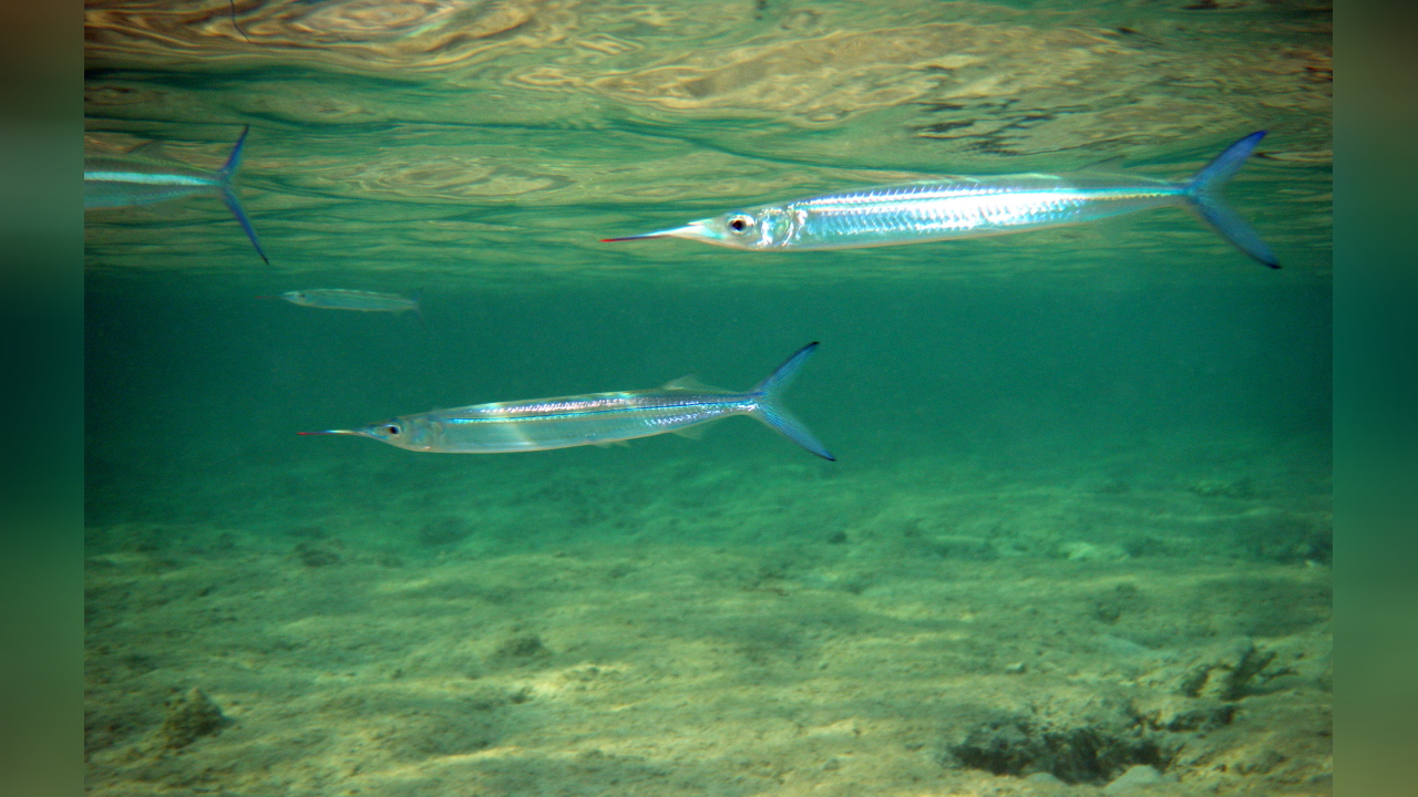 Hemiramphus marginatus Halfbeak