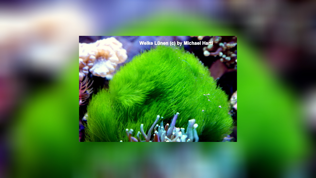 Chlorodesmis fastigiata Haaralge