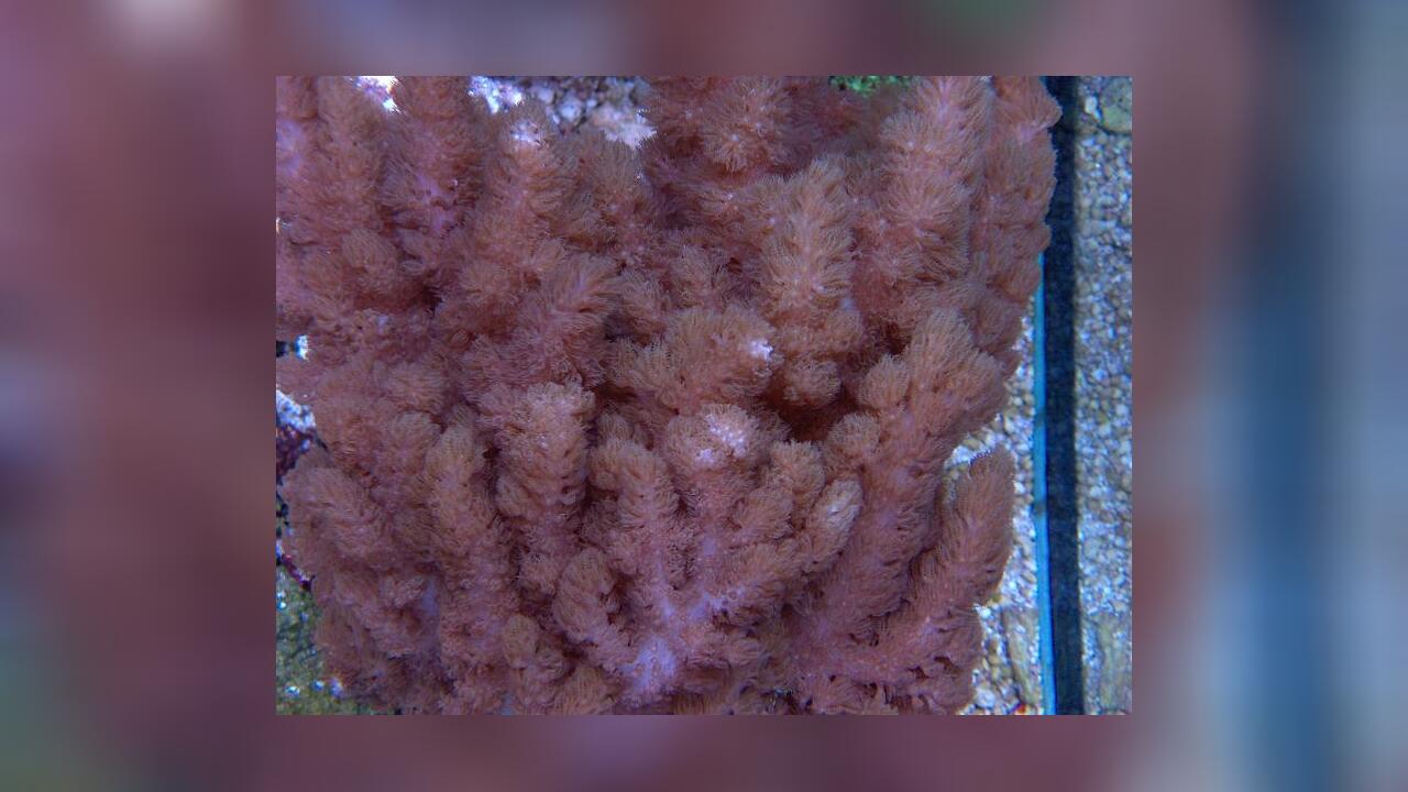 Klyxum simplex Soft coral