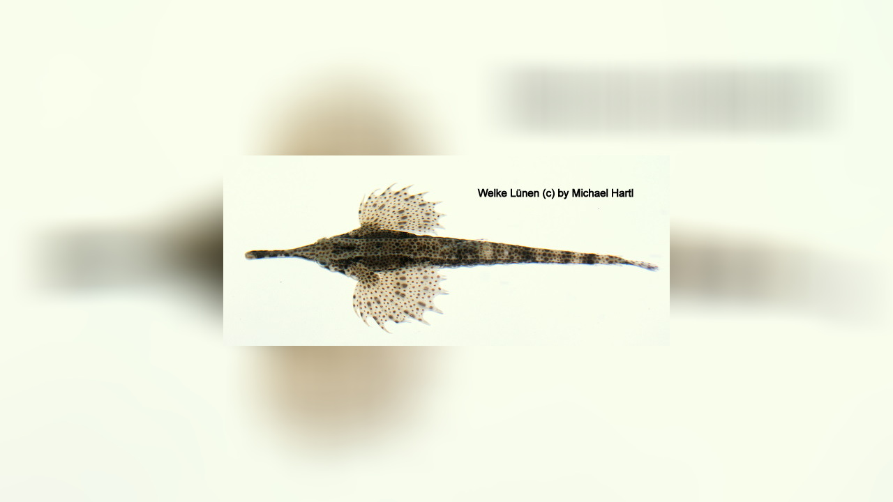 Pegasus volitans Longtail Seamoth, Long-tailed Dragonfish, Long-tailed ...