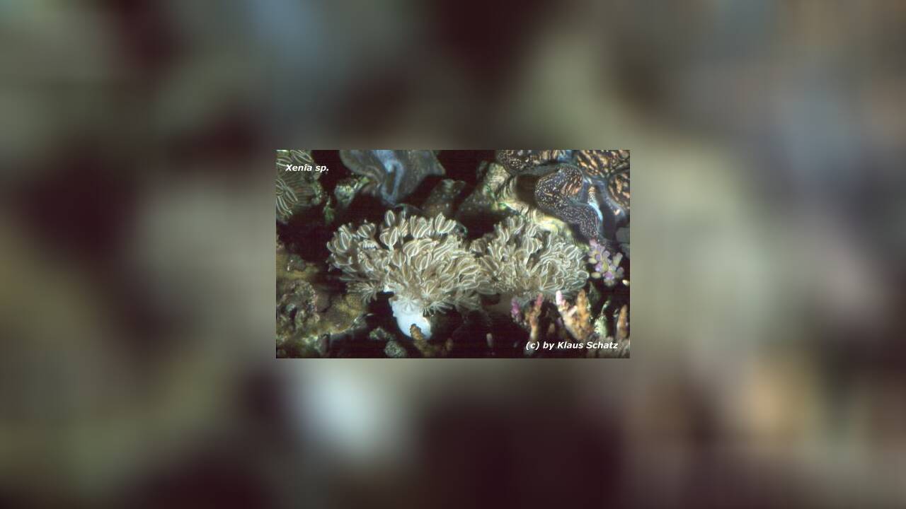 Xenia sp. 03 Xenia Soft Coral