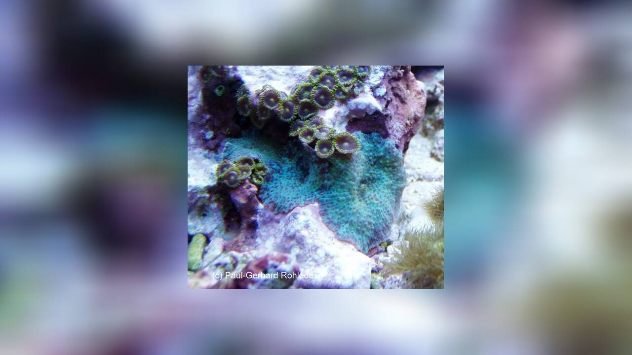 Discosoma sp. 09 Mushroom