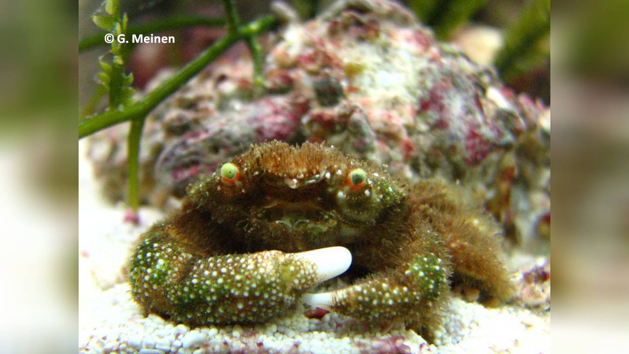 Cymo andreossyi White-finger coral crab, Hairy coral crab