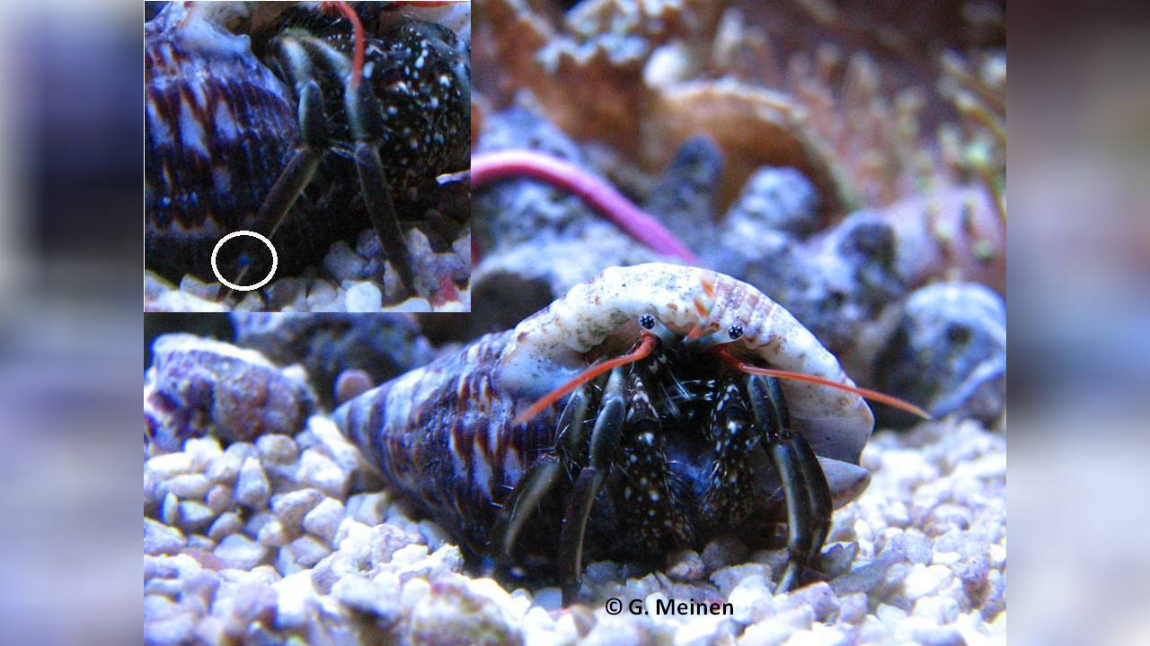 Clibanarius antillensis Hermit Crab