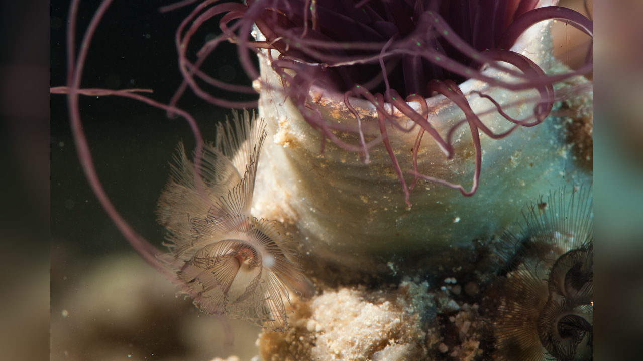 Phoronis australis Horseshoe worm, Southern horseshoe
