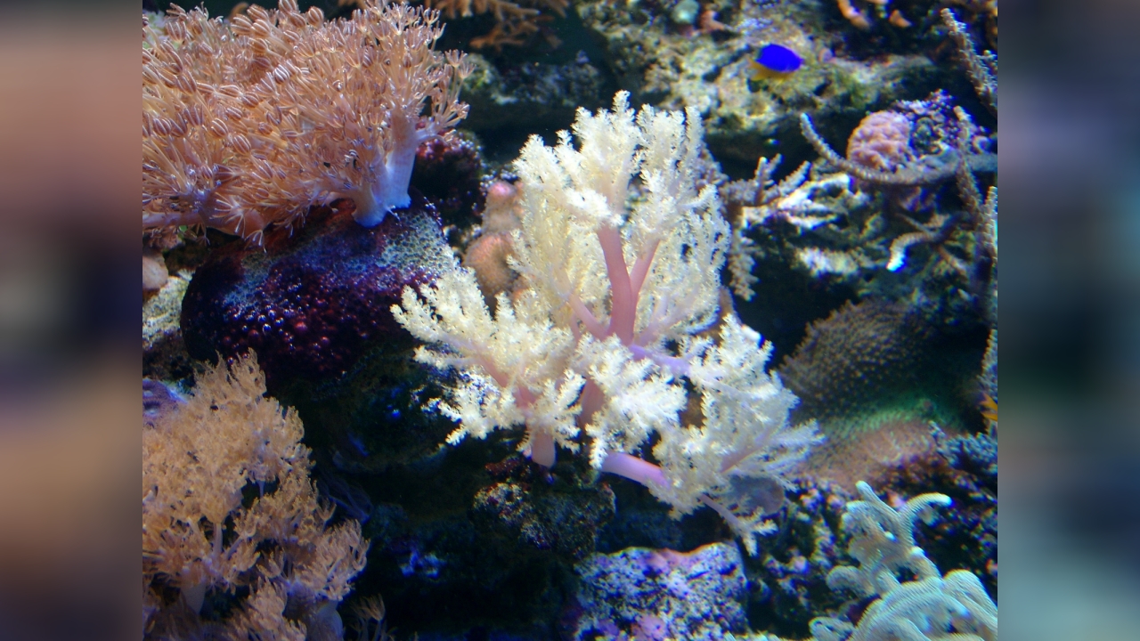Litophyton sp. 01 Soft Coral