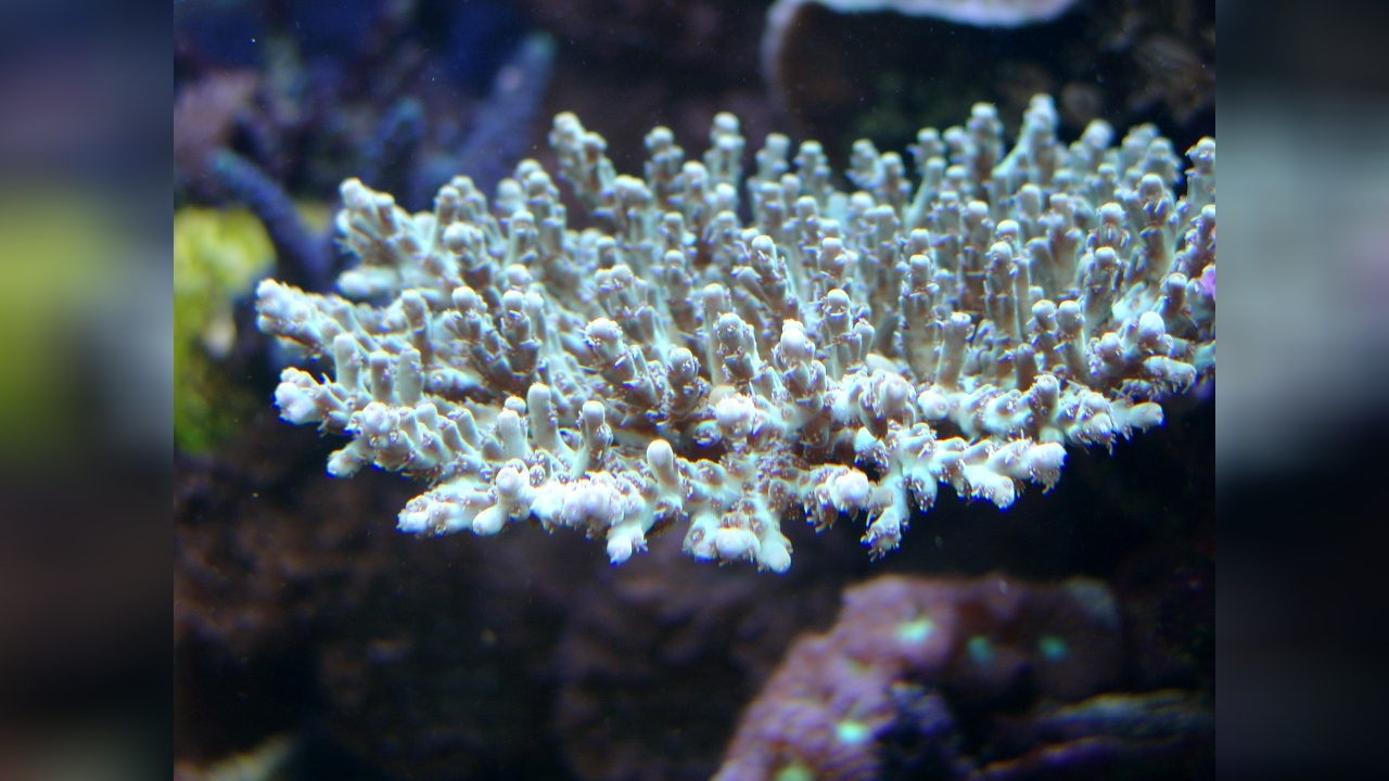 Acropora aculeus Bottlebrush acropora