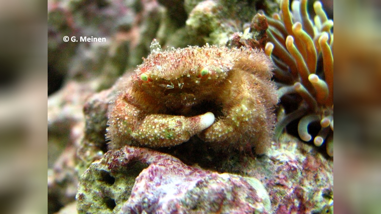 Cymo andreossyi White-finger coral crab, Hairy coral crab