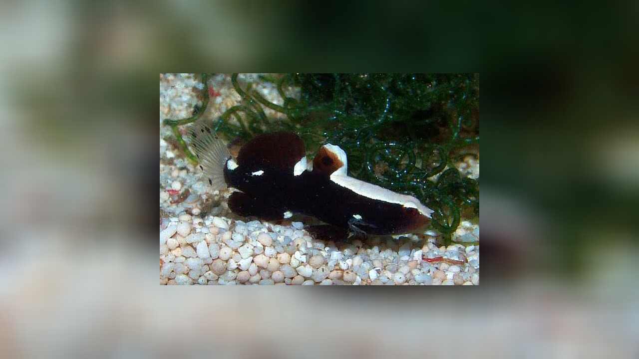 Lotilia klausewitzi Whitecap goby
