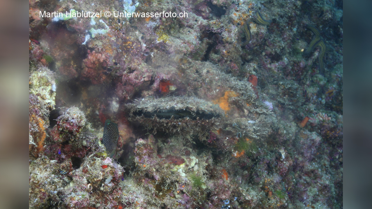 Pinctada mazatlanica Spawning pearl oyster