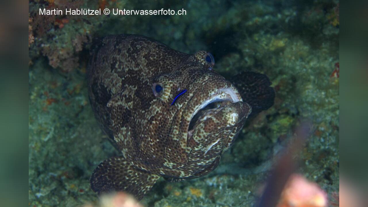 Epinephelus fuscoguttatus Flowery Rockcod, Black Rock-cod, Brownmarbled ...