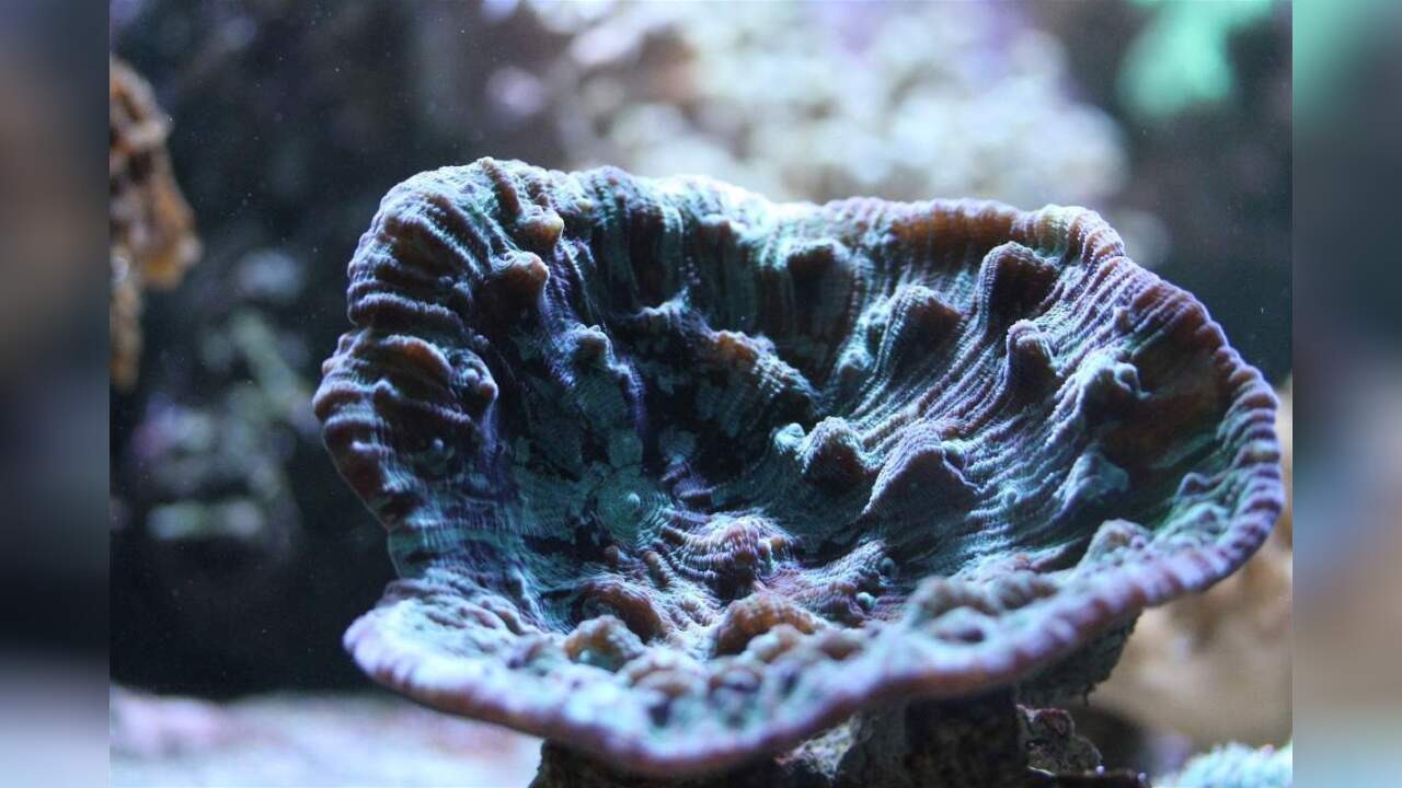 Mycedium elephantotus Green Eyed Cup Coral or Elephant Nose Coral