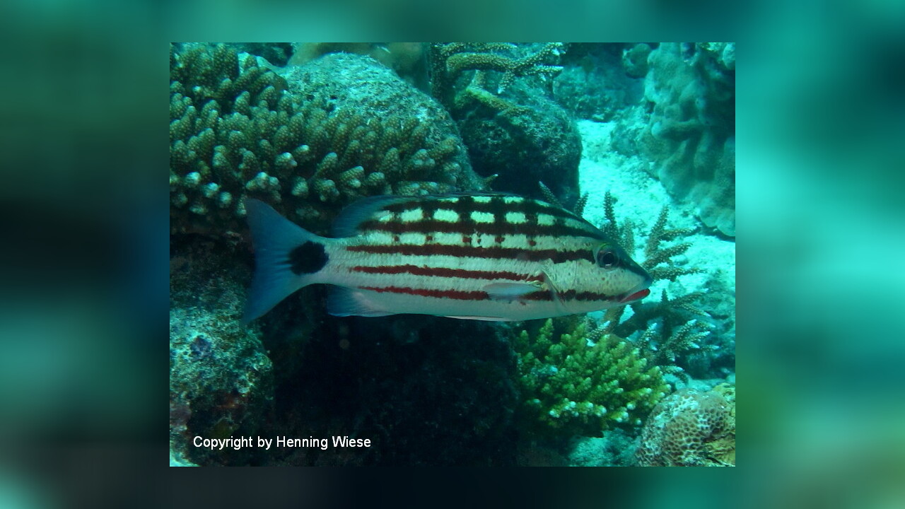 Lutjanus decussatus Checkered snapper