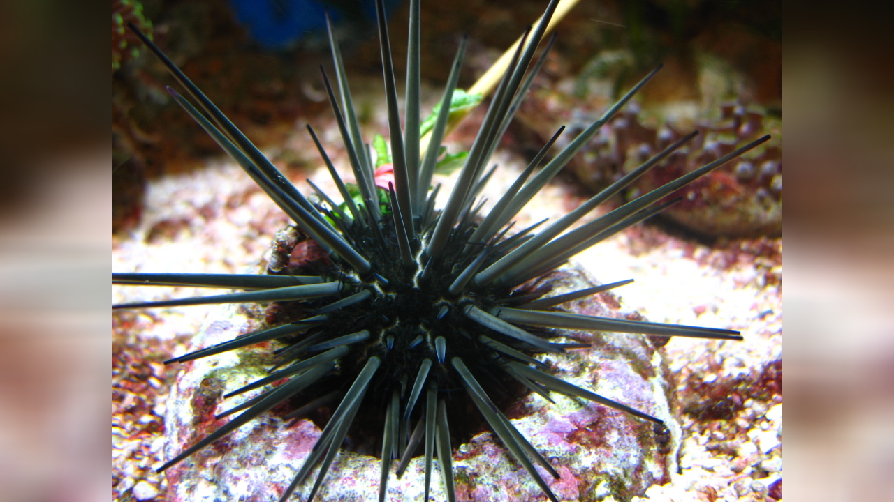 Echinothrix diadema Diadema Urchin