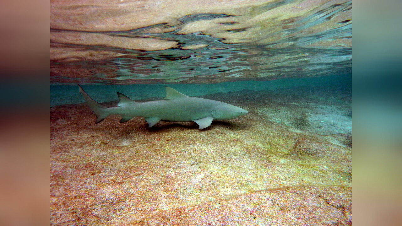 Negaprion acutidens Sicklefin Lemon Shark, Sharptooth Lemon Shark ...