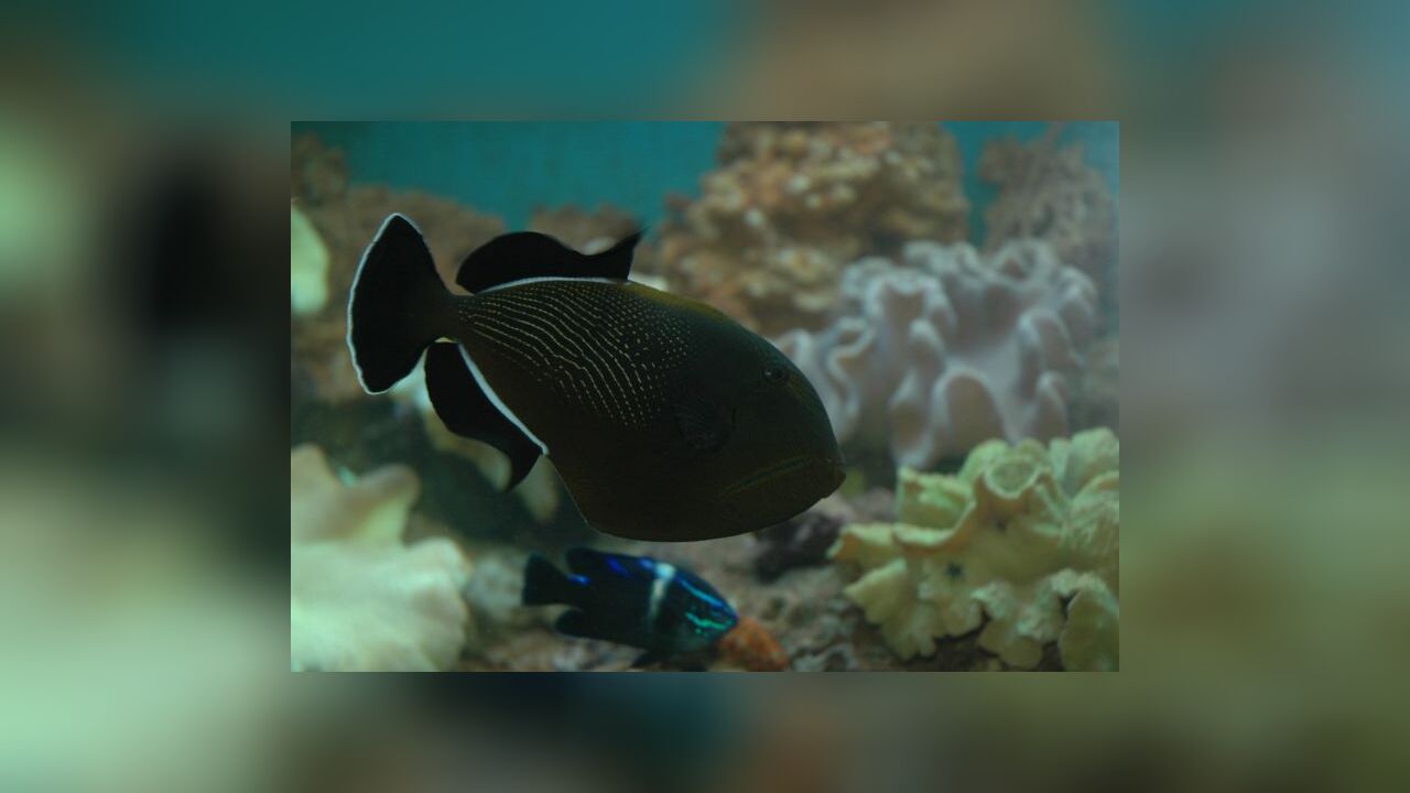 Melichthys indicus Indian triggerfish