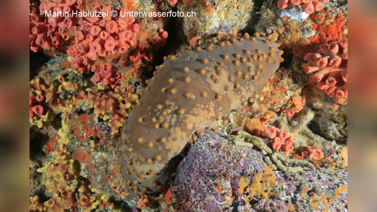 Isostichopus fuscus Seegurke