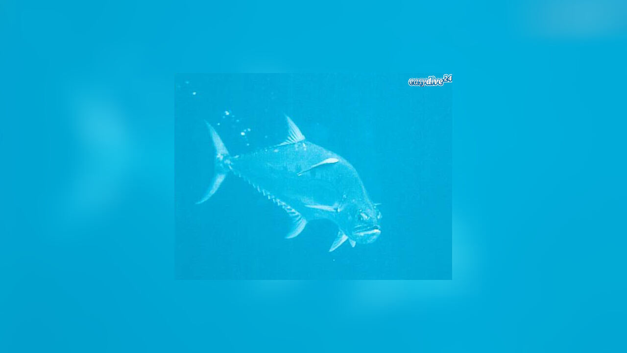 Scomberoides commersonnianus Talang queenfish