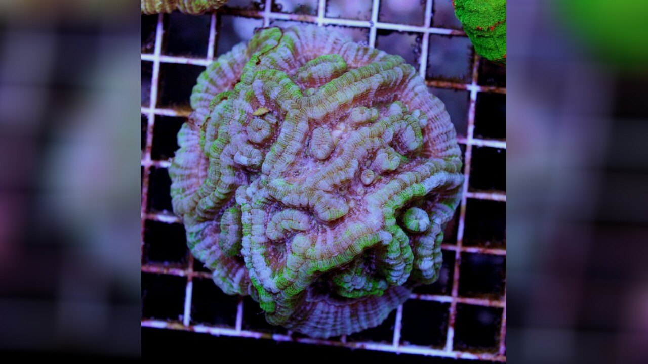 Australophyllia wilsoni großpolypige Steinkoralle