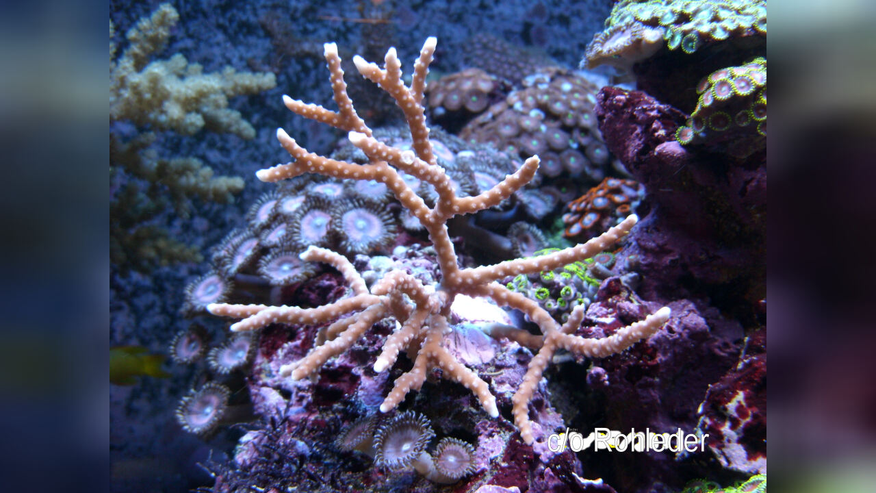 Anacropora matthai Stony Coral