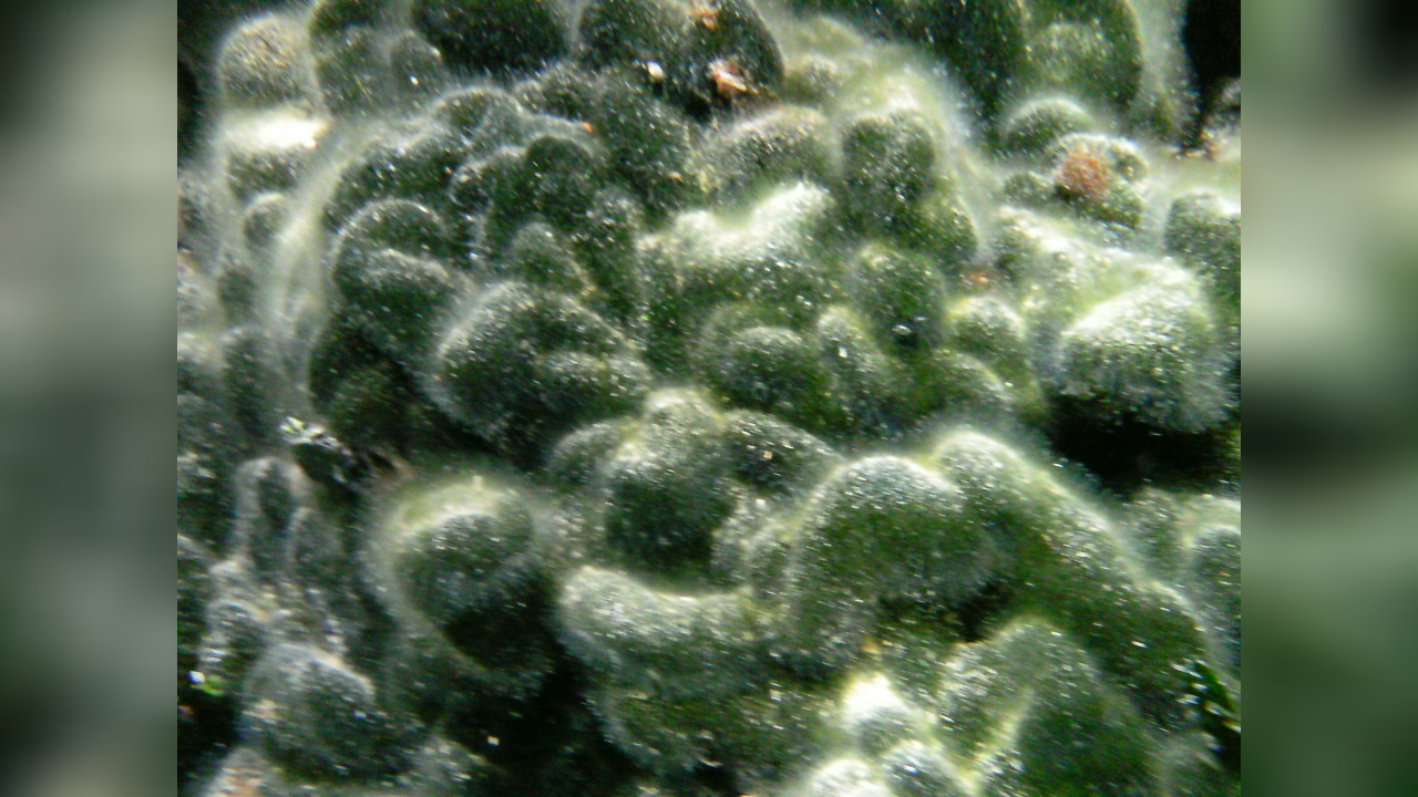 Codium effusum Green Algae