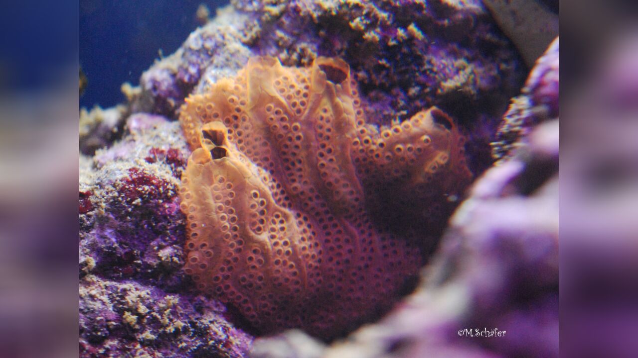 Botrylloides sp. 02 colonial sea squirt