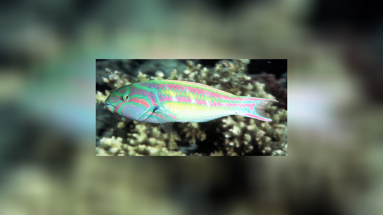 Thalassoma quinquevittatum Fivestripe wrasse, Five striped surge wrasse ...