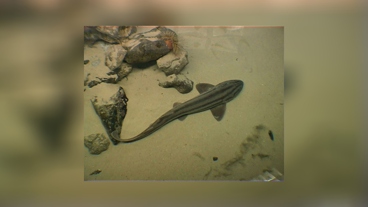 Poroderma africanum Pyjama Hai