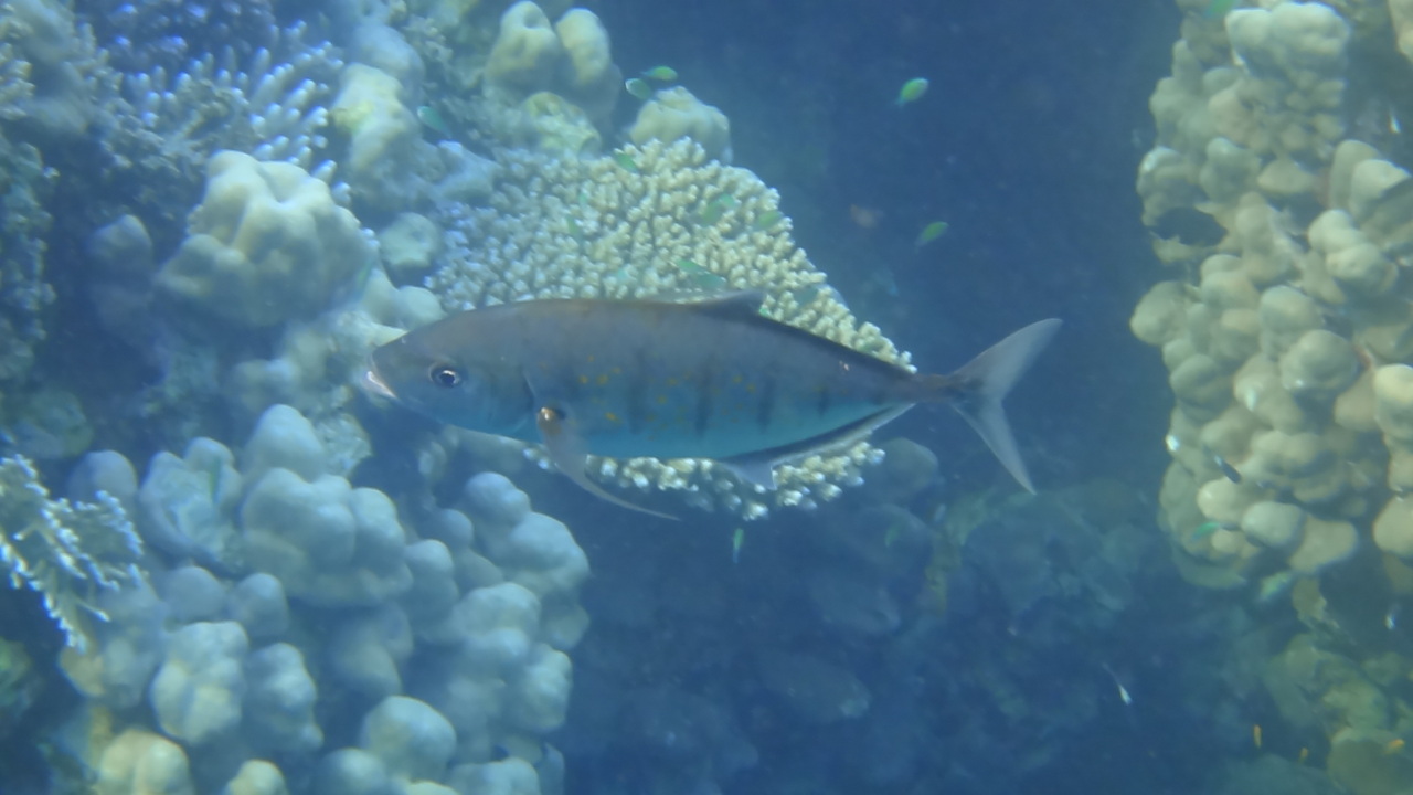 Thunnus albacares Gelbflossen-Thun