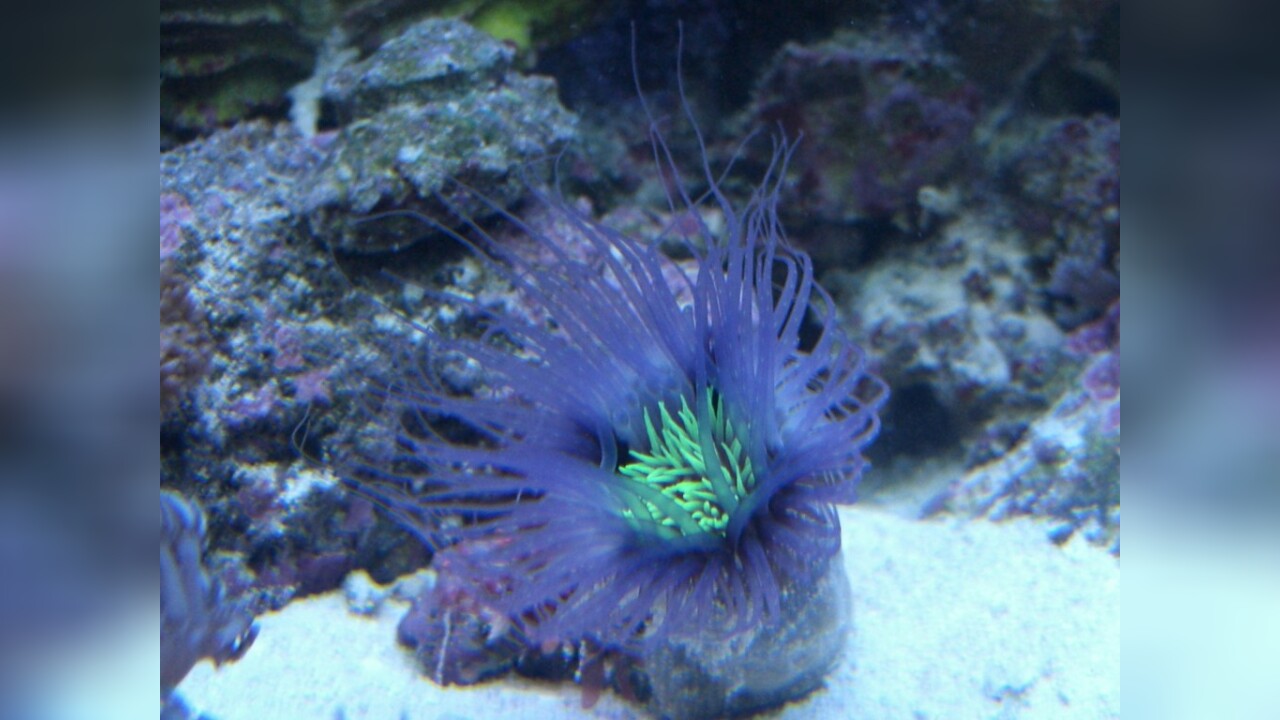 Cerianthus filiformis Tube Anemone, Large Tube Anemone