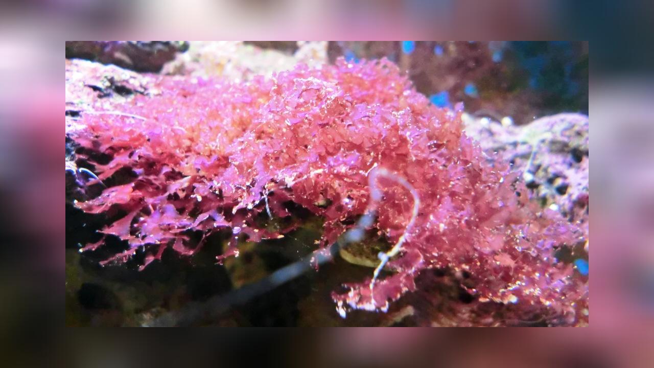 Gracilaria curtissiae Red Macroalgae or Ruby Red Alga
