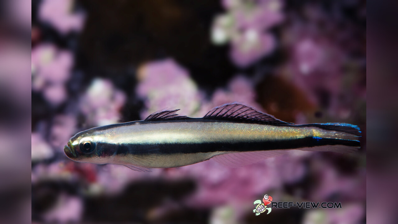Parioglossus formosus Beautiful hover goby