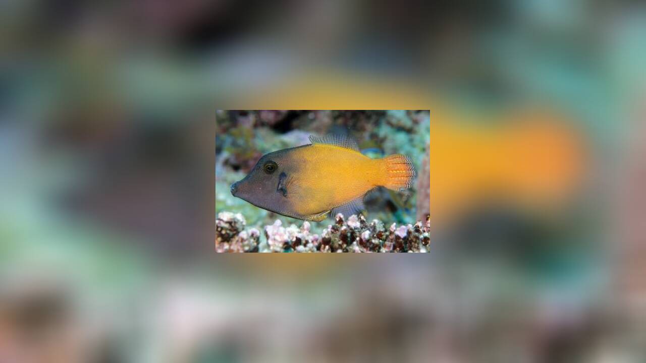 Pervagor melanocephalus Redtail filefish