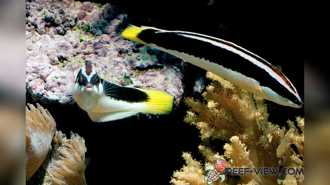 Coris picta Bananafish, Banana wrasse, Combfish, Comb wrasse