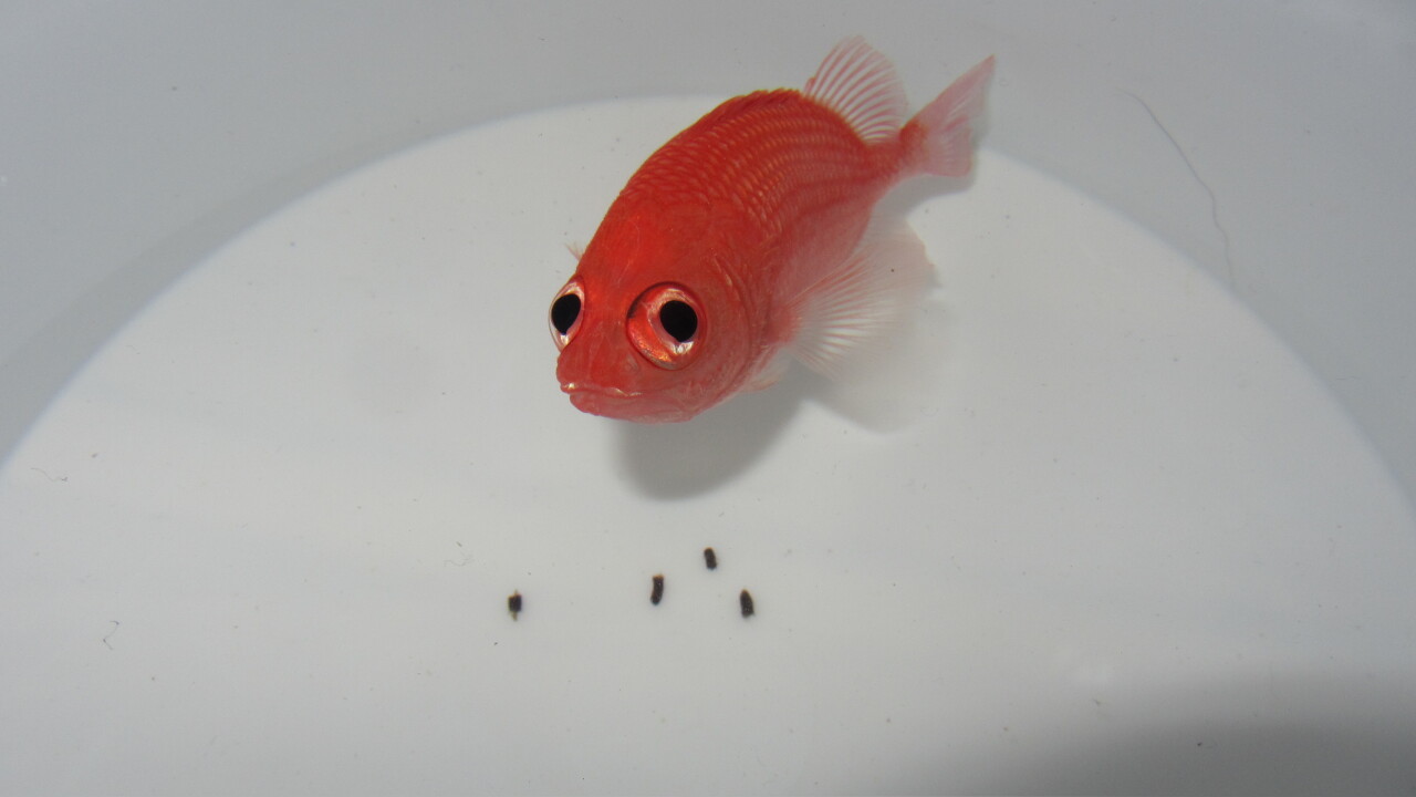 Plectrypops retrospinis Cardinal soldierfish