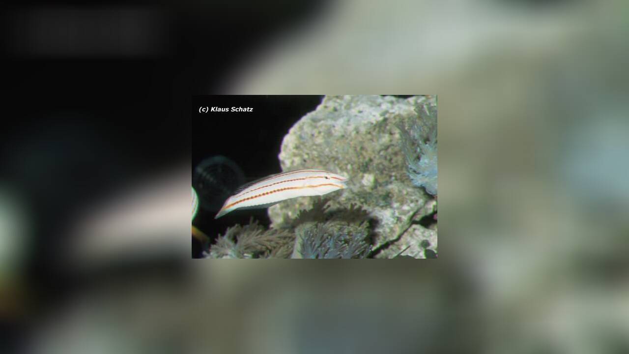 Hologymnosus longipes Pale slender wrasse, Sidespot longface wrasse ...