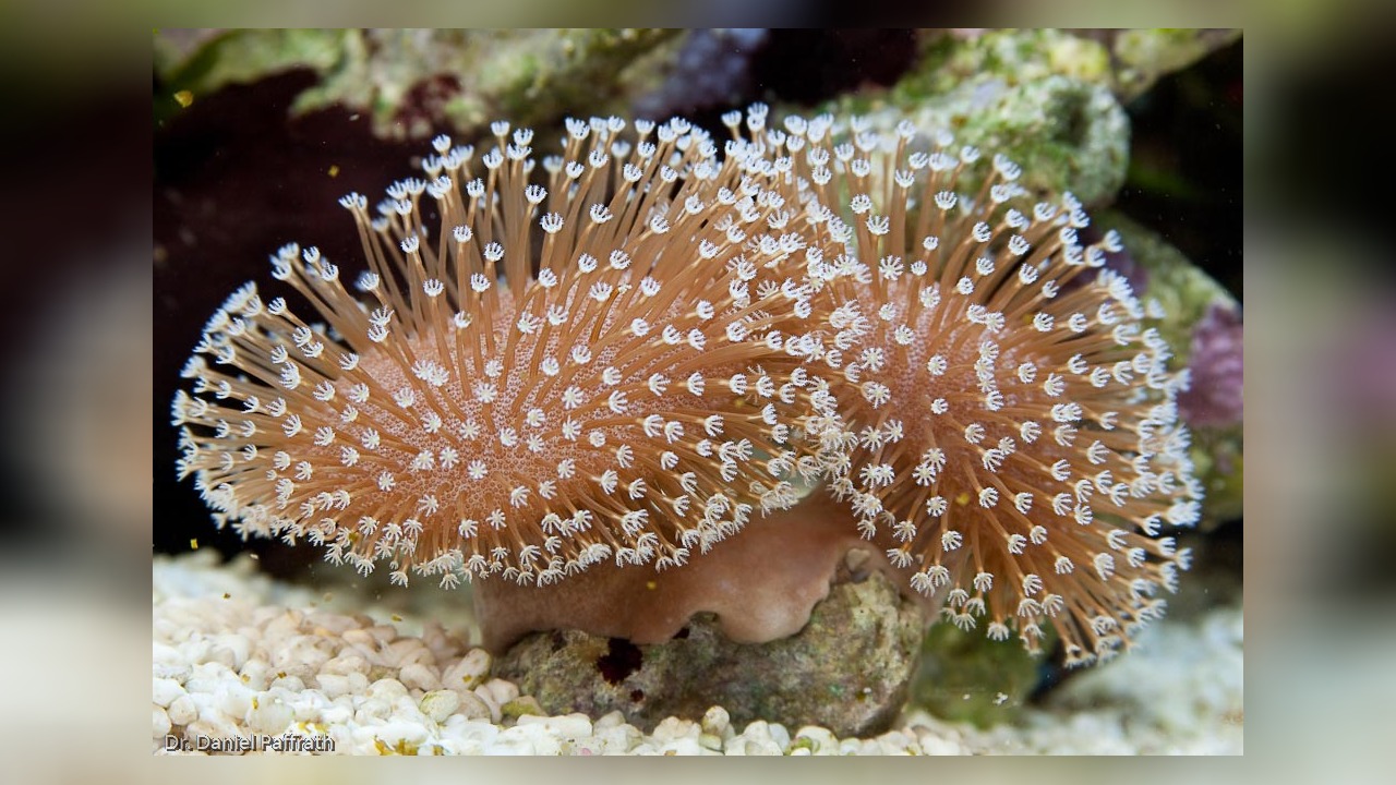 Sarcophyton sp. 01 Leather coral or Softcoral