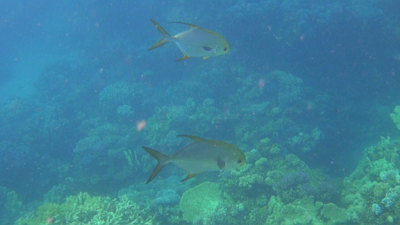 Trachinotus blochii Goldfin Permit , Permit, Snubnose Pompan
