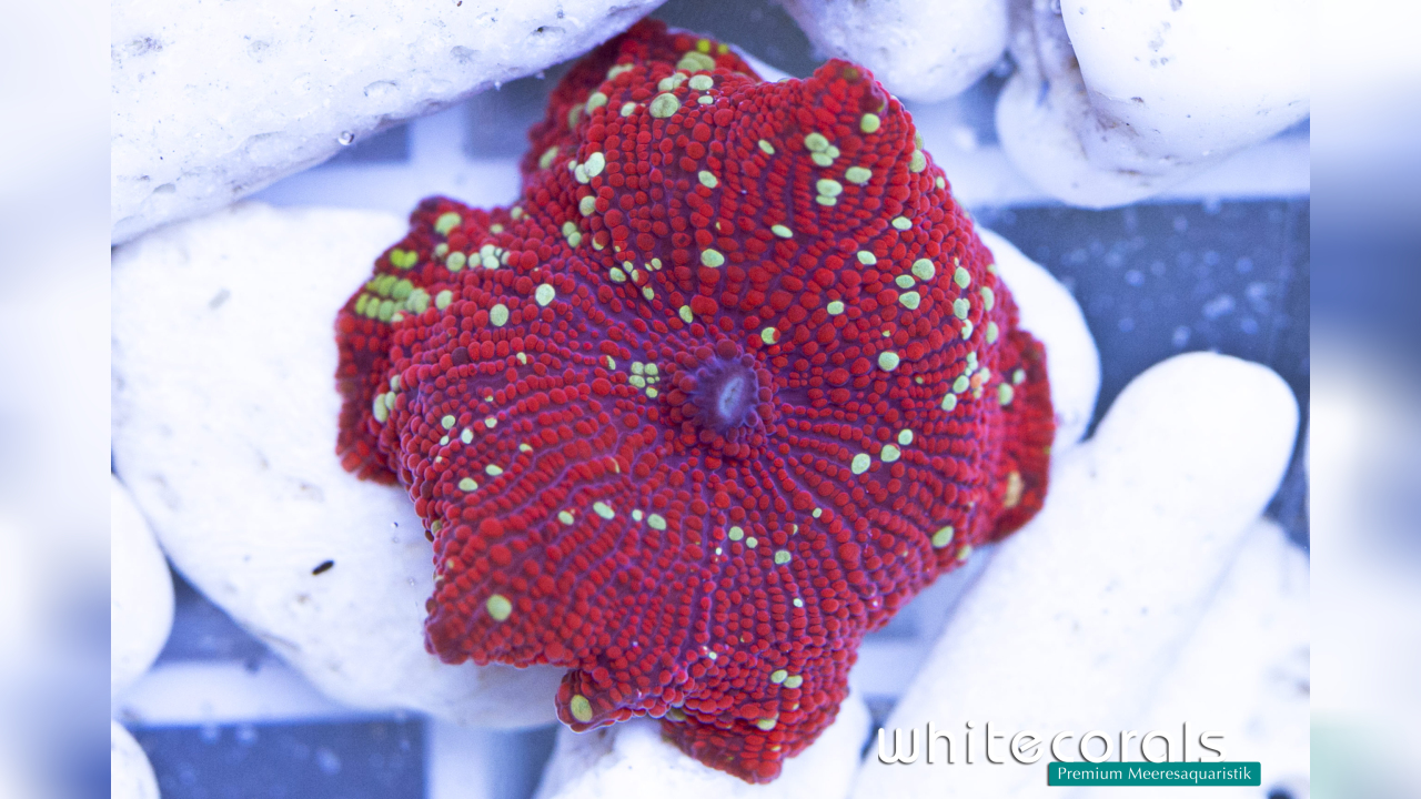 Discosoma sp. "interstellar" Scheibenanemone