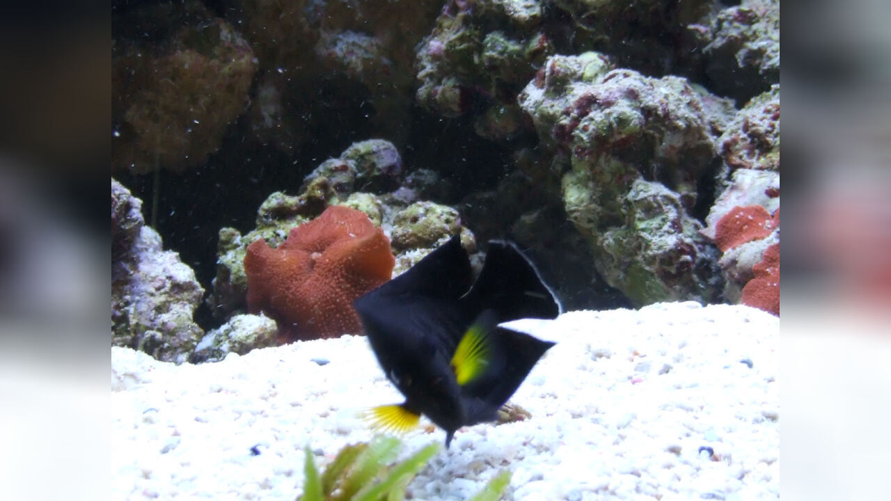 Centropyge flavipectoralis Yellowfin angelfish