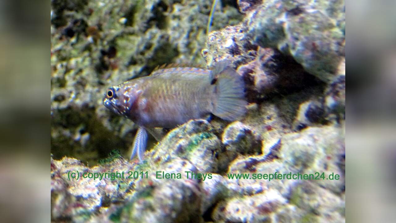 Plesiops oxycephalus Sharp-nosed longfin