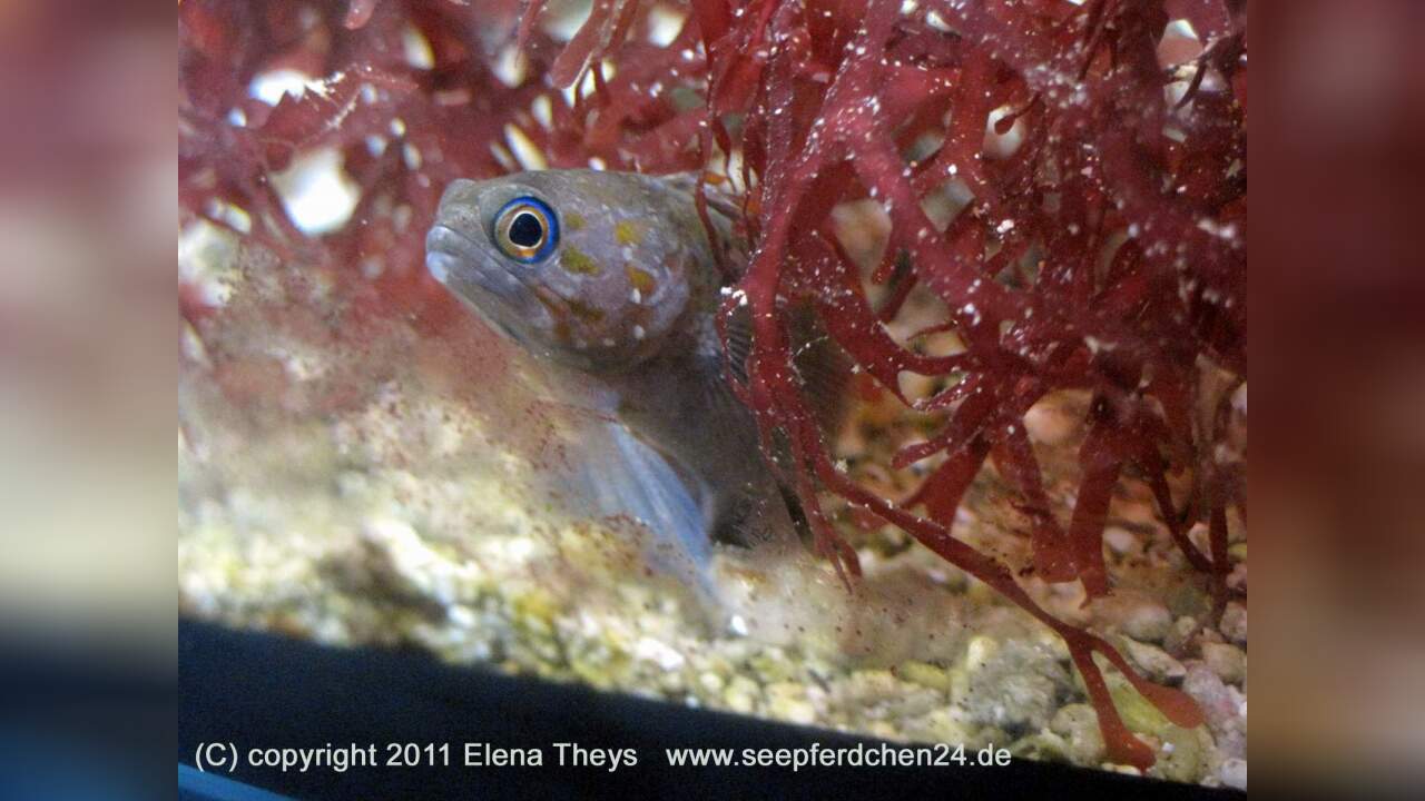Plesiops oxycephalus Sharp-nosed longfin