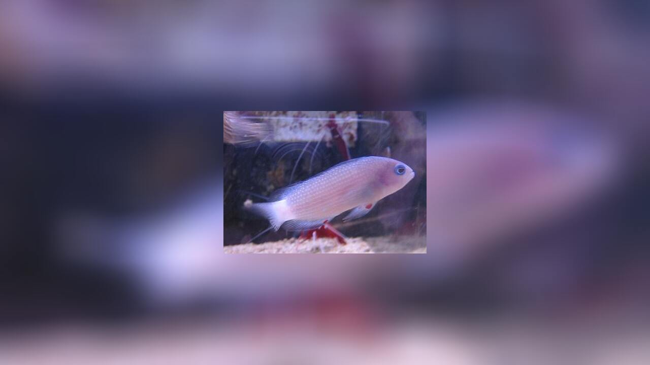 Manonichthys alleni Sabah dottyback