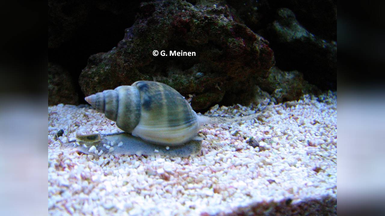 Nassarius graphiterus Netzreusenschnecke