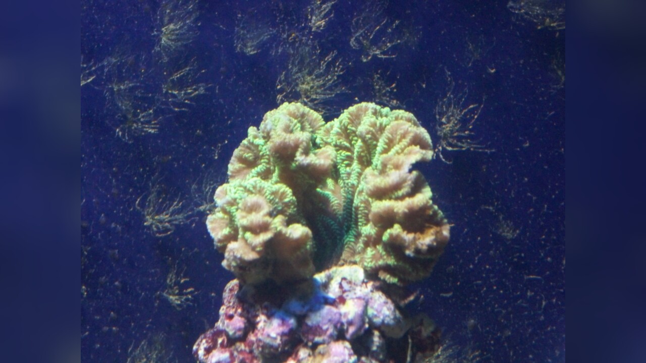 Merulina ampliata Merulina ampliata