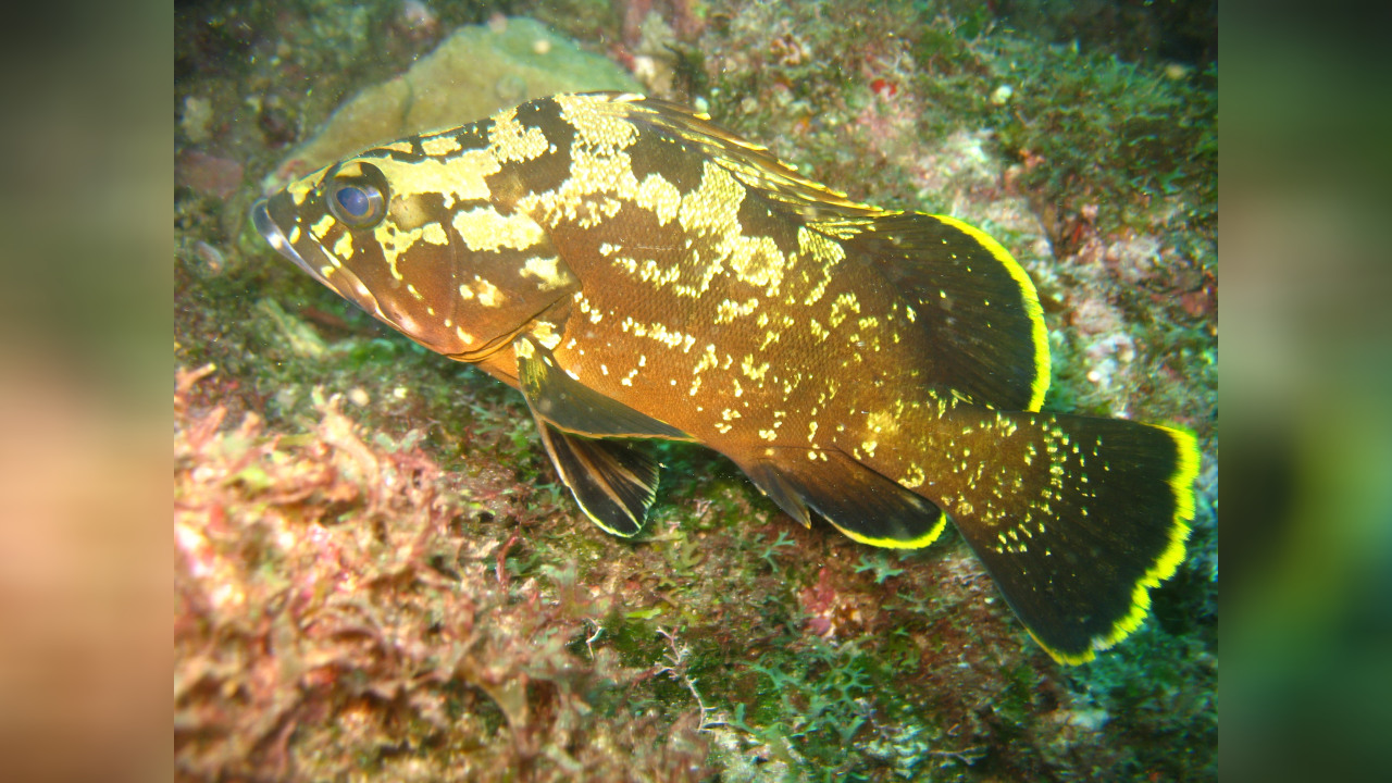 Epinephelus marginatus Brauner Zackenbarsch