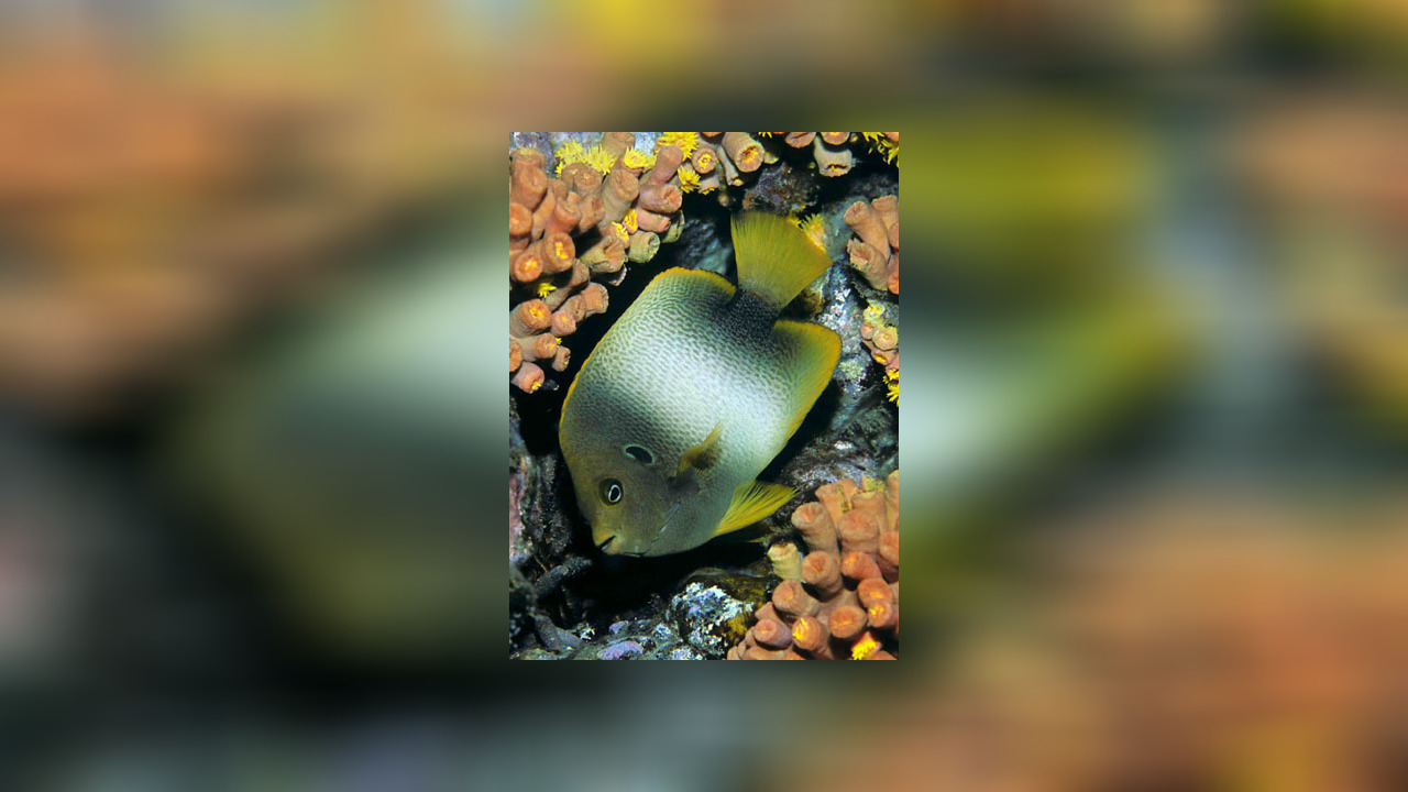 Holacanthus africanus Guinean angelfish